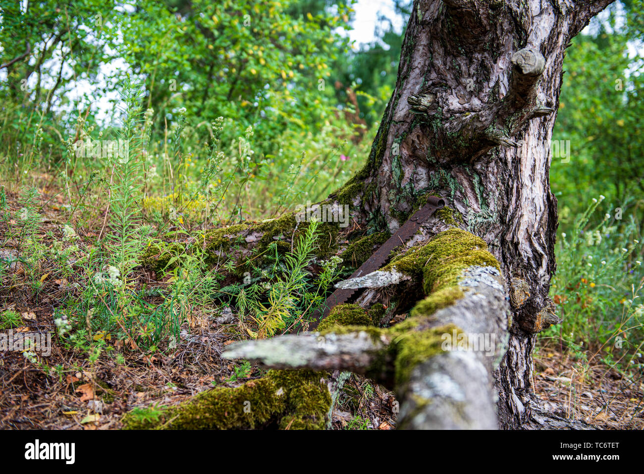 dry old tree trunk stomp in nature, forest scene with foliage and log ...
