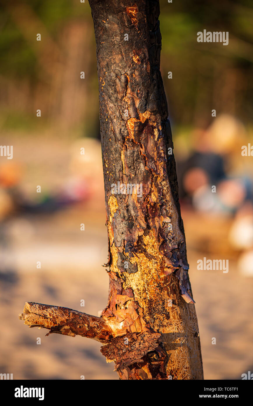 dry old tree trunk stomp in nature, forest scene with foliage and log ...