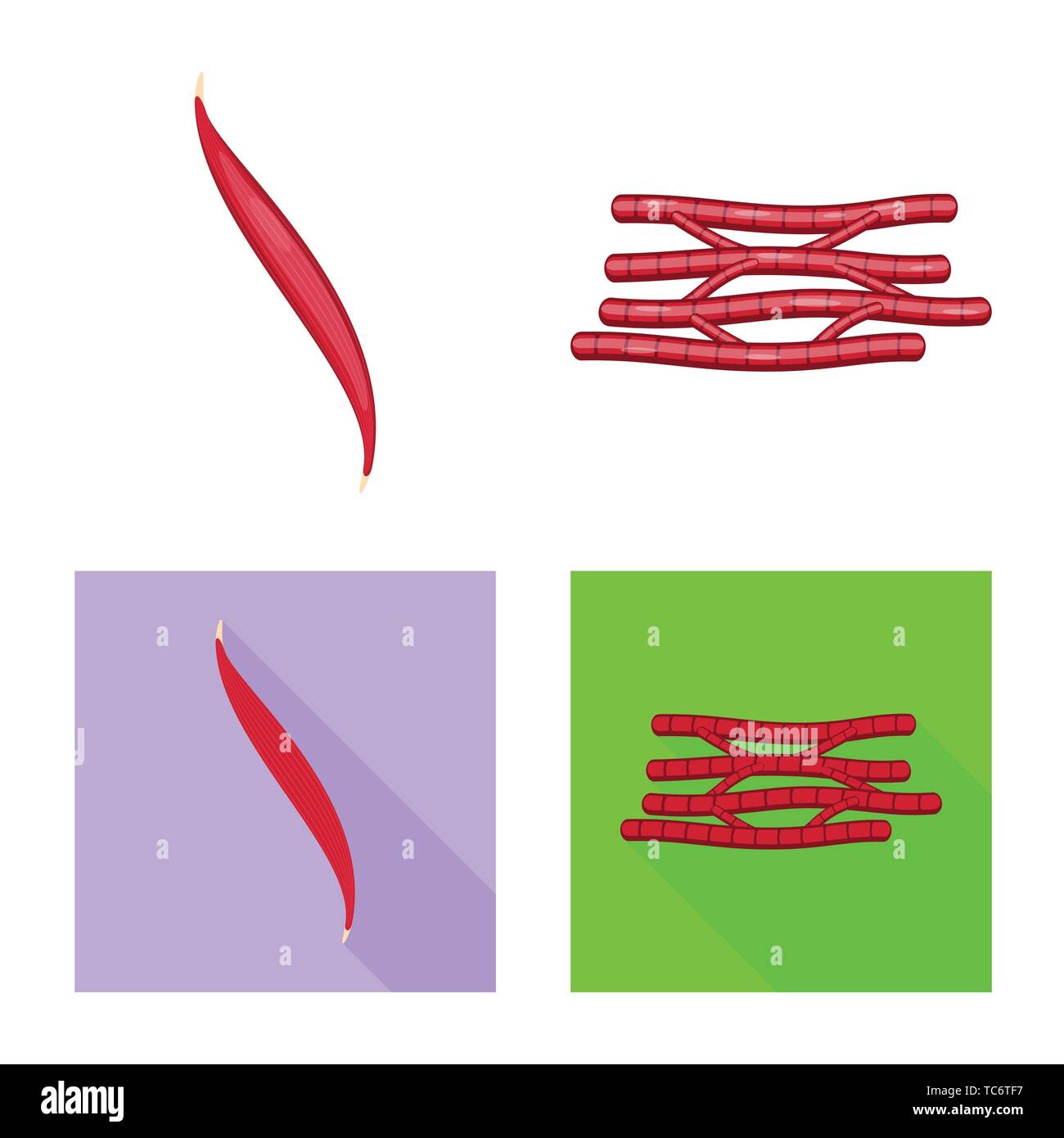 Vector design of fiber and muscular icon. Collection of fiber and body ...