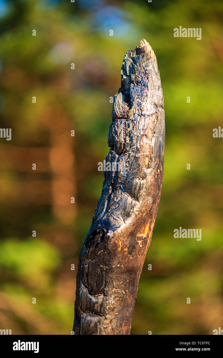 dry old tree trunk stomp in nature, forest scene with foliage and log ...