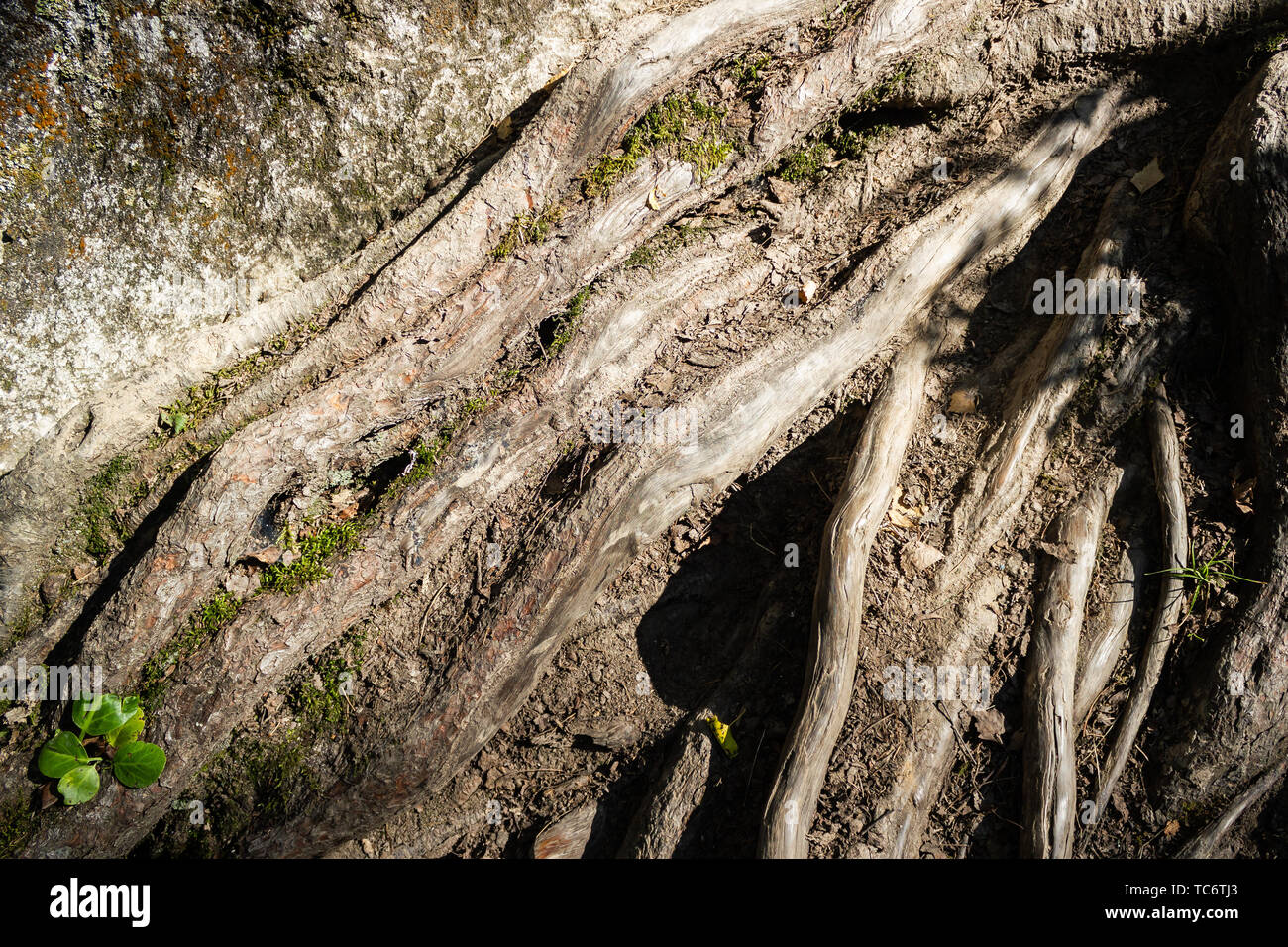 Tree roots on the soil surface Stock Photo - Alamy