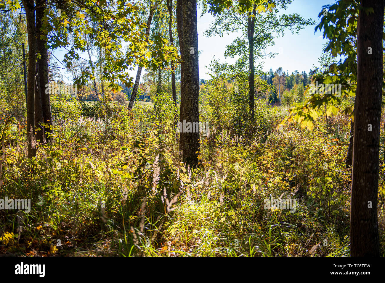 sunny autumn forest with large tree trunks and green forest bed with ...
