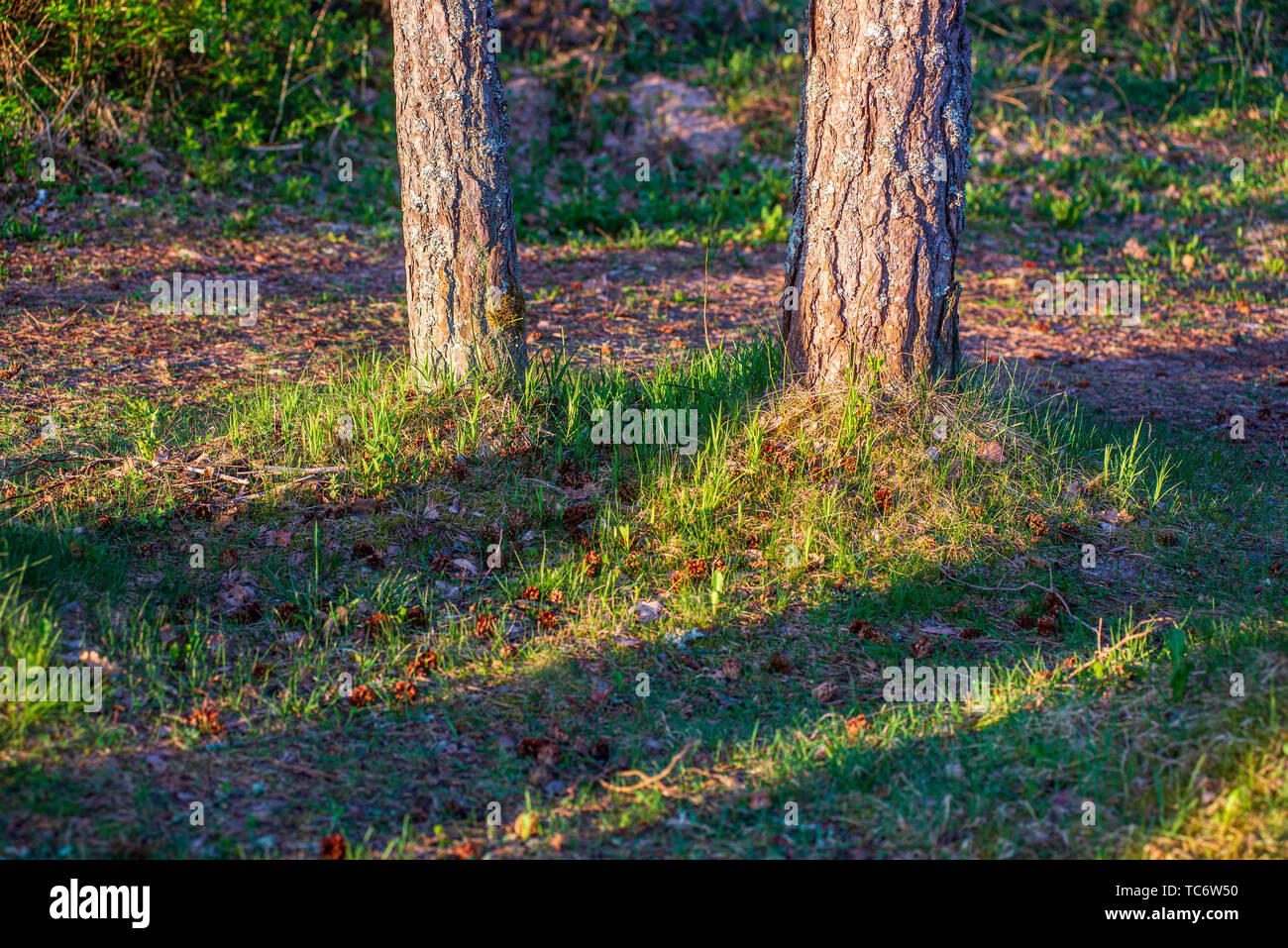 dry old tree trunk stomp in nature, forest scene with foliage and log ...