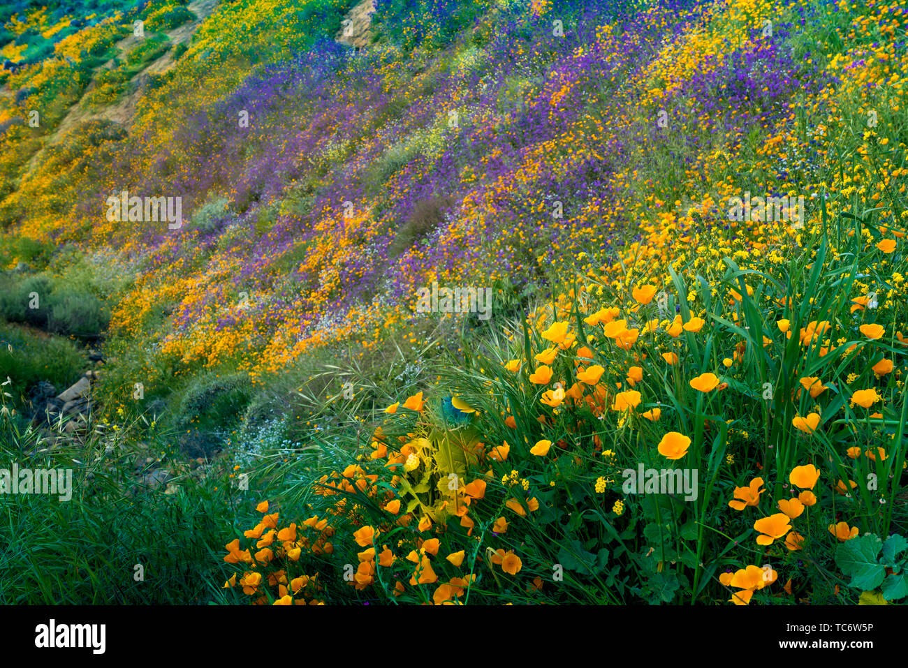 California Poppies in Walker Canyon, Lake Elsinore, Superbloom of 2019 ...
