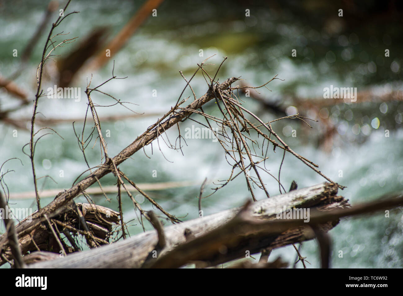 dry old tree trunk stomp in nature, forest scene with foliage and log ...