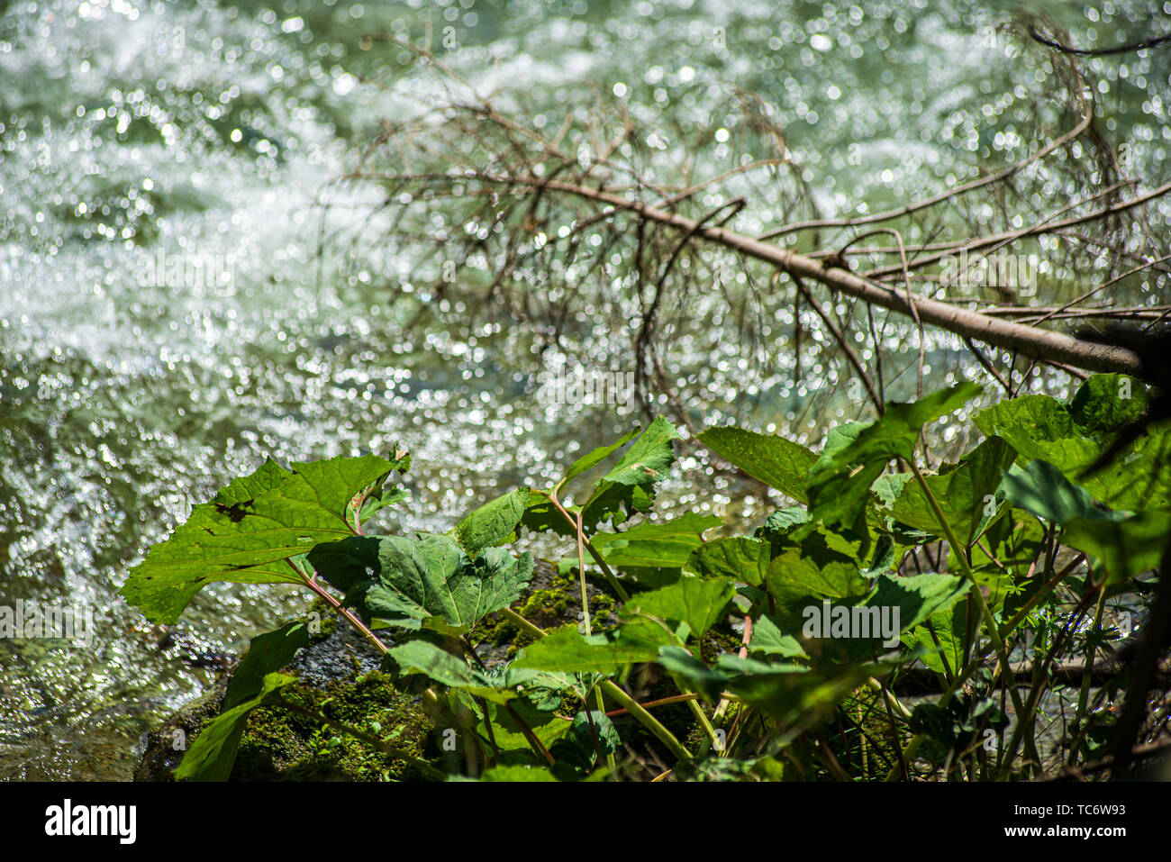 dry old tree trunk stomp in nature, forest scene with foliage and log ...