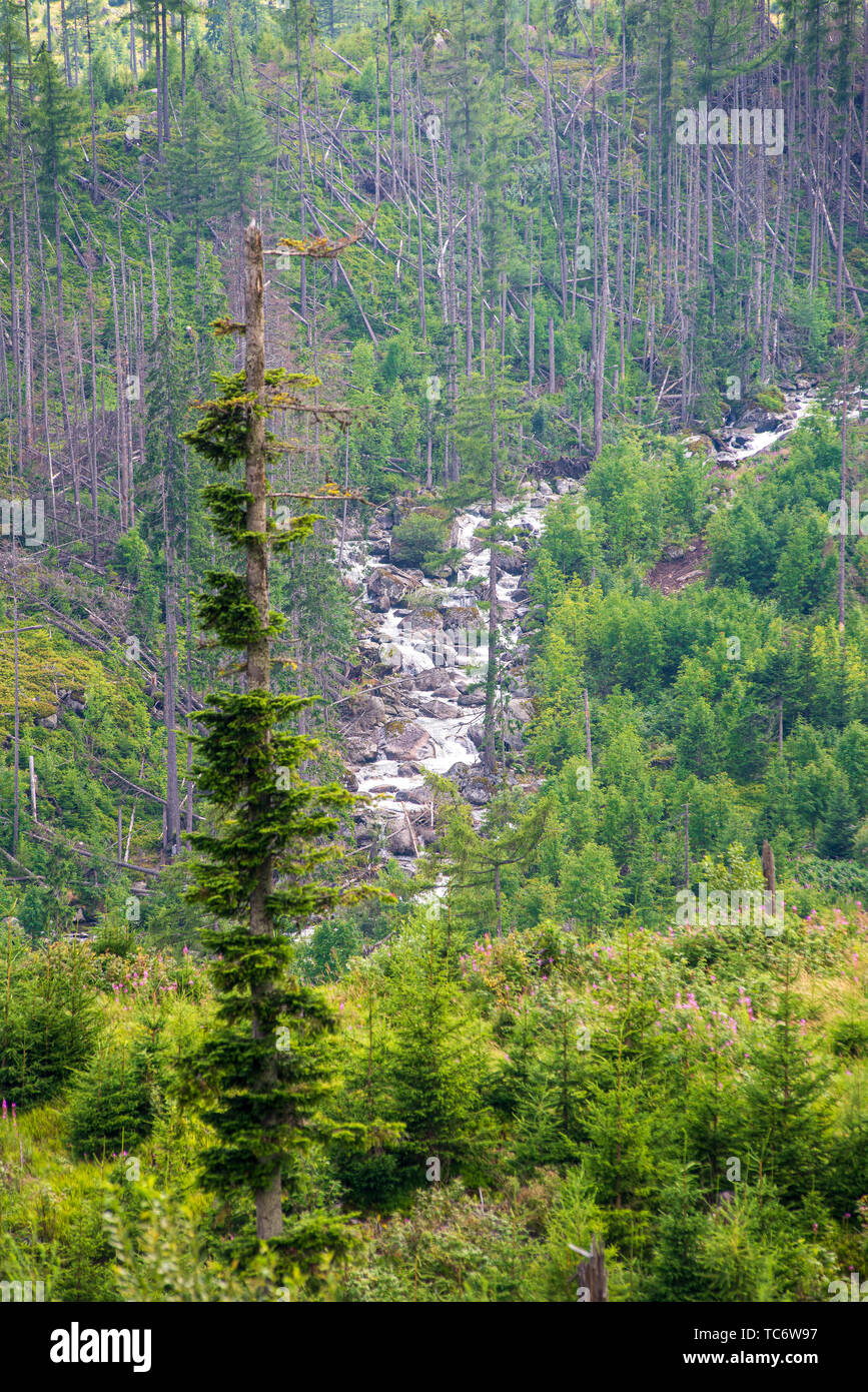 dry old tree trunk stomp in nature, forest scene with foliage and log ...