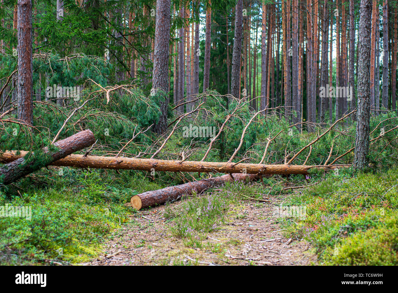 dry old tree trunk stomp in nature, forest scene with foliage and log ...