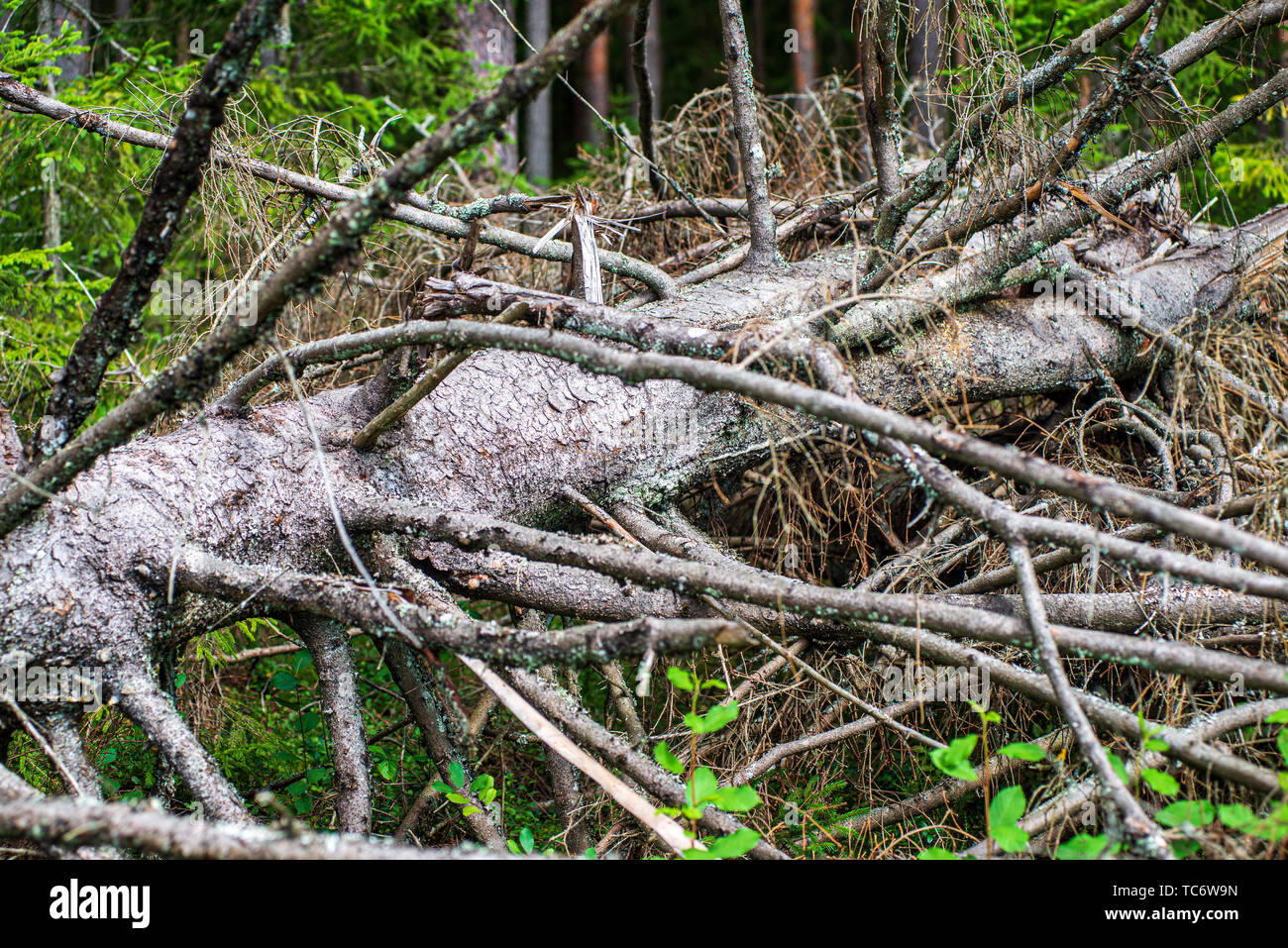 dry old tree trunk stomp in nature, forest scene with foliage and log ...