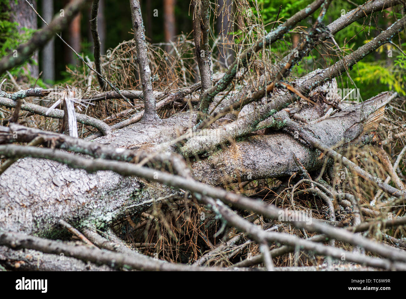 dry old tree trunk stomp in nature, forest scene with foliage and log ...