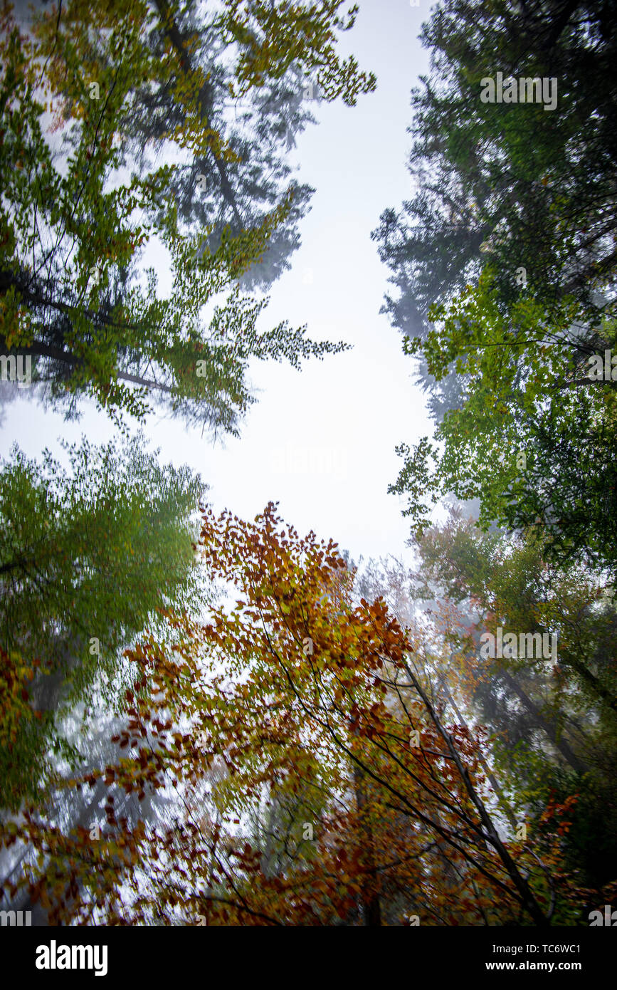 tree tops in forest growing to the blue sky. fighting for future Stock ...