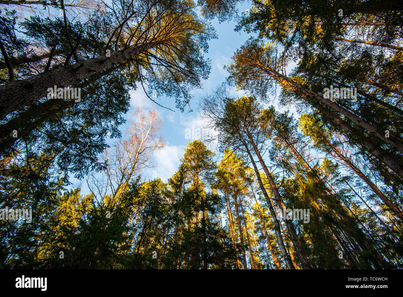tree tops in forest growing to the blue sky. fighting for future Stock ...