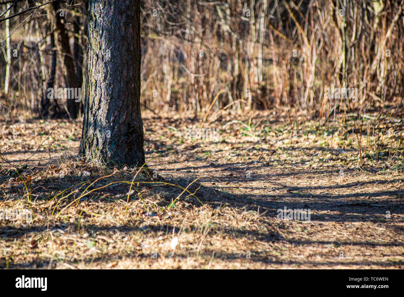 dry old tree trunk stomp in nature, forest scene with foliage and log ...