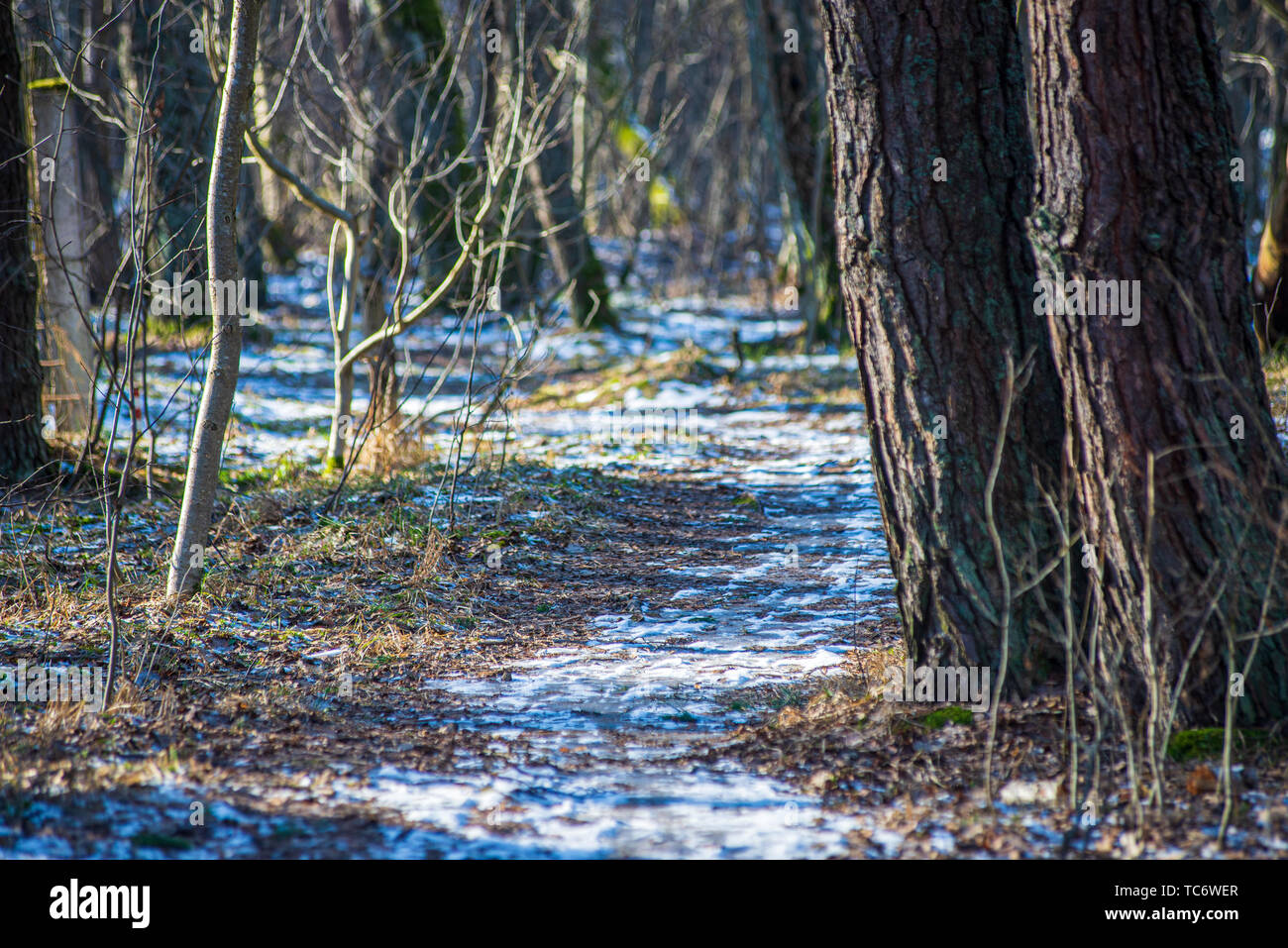 dry old tree trunk stomp in nature, forest scene with foliage and log ...