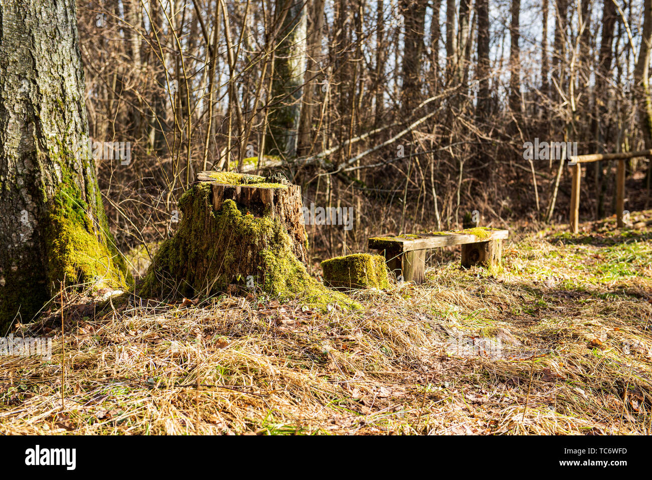 dry old tree trunk stomp in nature, forest scene with foliage and log ...