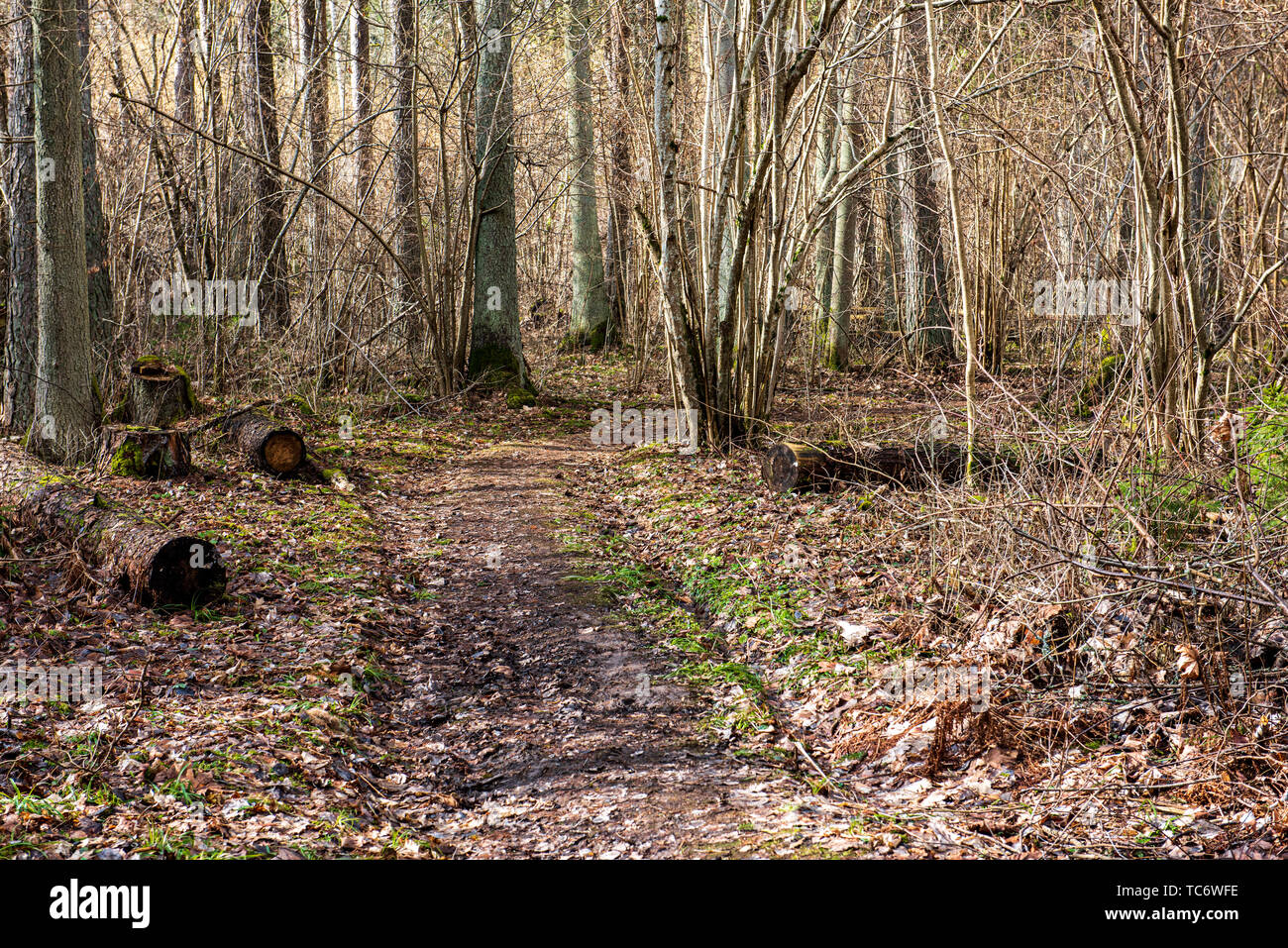 dry old tree trunk stomp in nature, forest scene with foliage and log ...