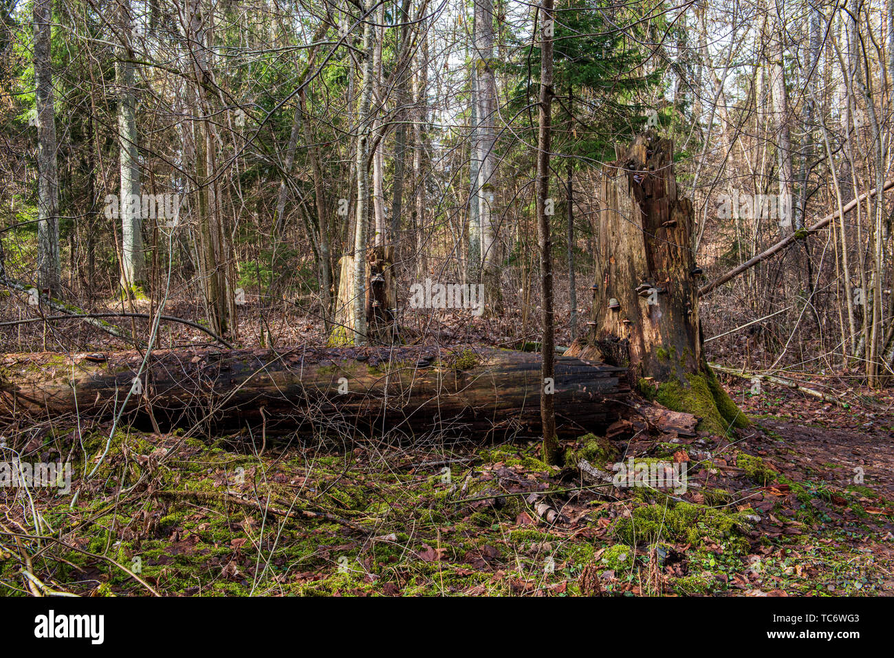 dry old tree trunk stomp in nature, forest scene with foliage and log ...