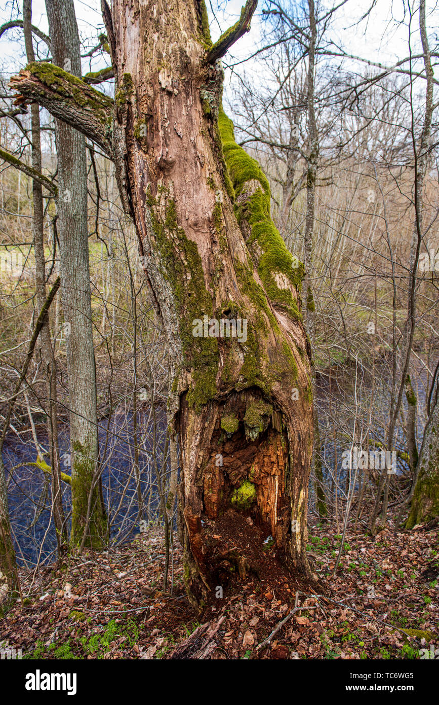 dry old tree trunk stomp in nature, forest scene with foliage and log ...