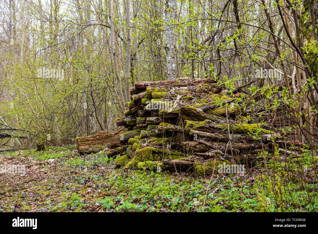 dry old tree trunk stomp in nature, forest scene with foliage and log ...