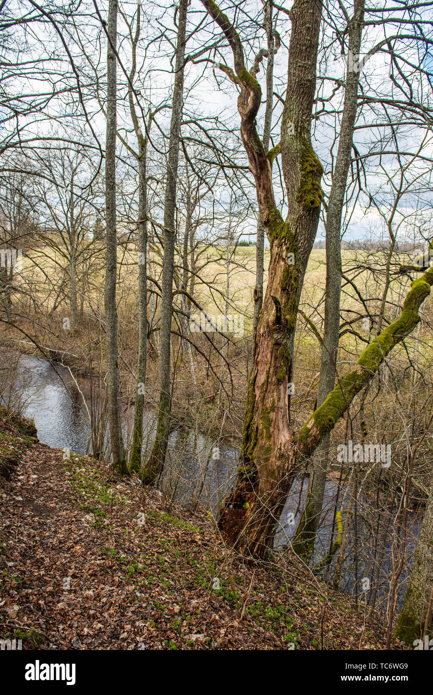 dry old tree trunk stomp in nature, forest scene with foliage and log ...