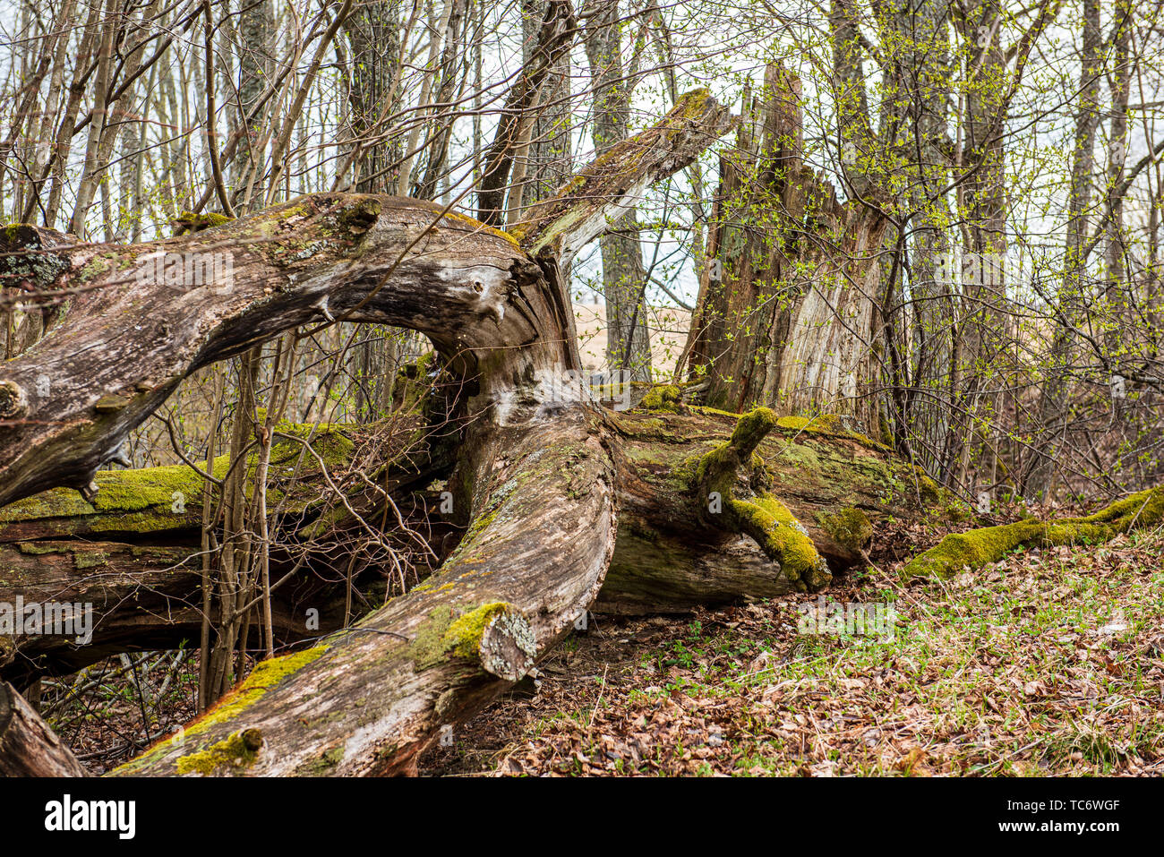 dry old tree trunk stomp in nature, forest scene with foliage and log ...