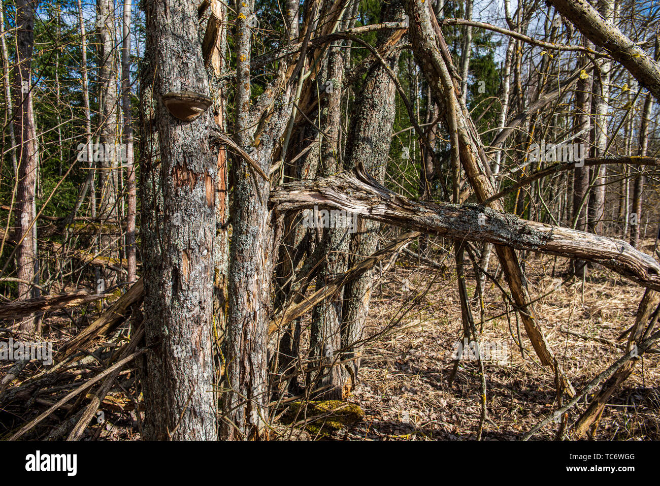 dry old tree trunk stomp in nature, forest scene with foliage and log ...