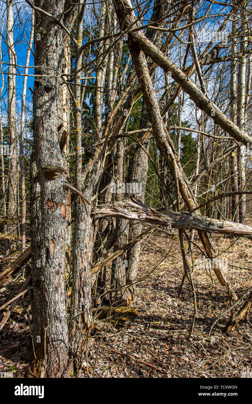 dry old tree trunk stomp in nature, forest scene with foliage and log ...