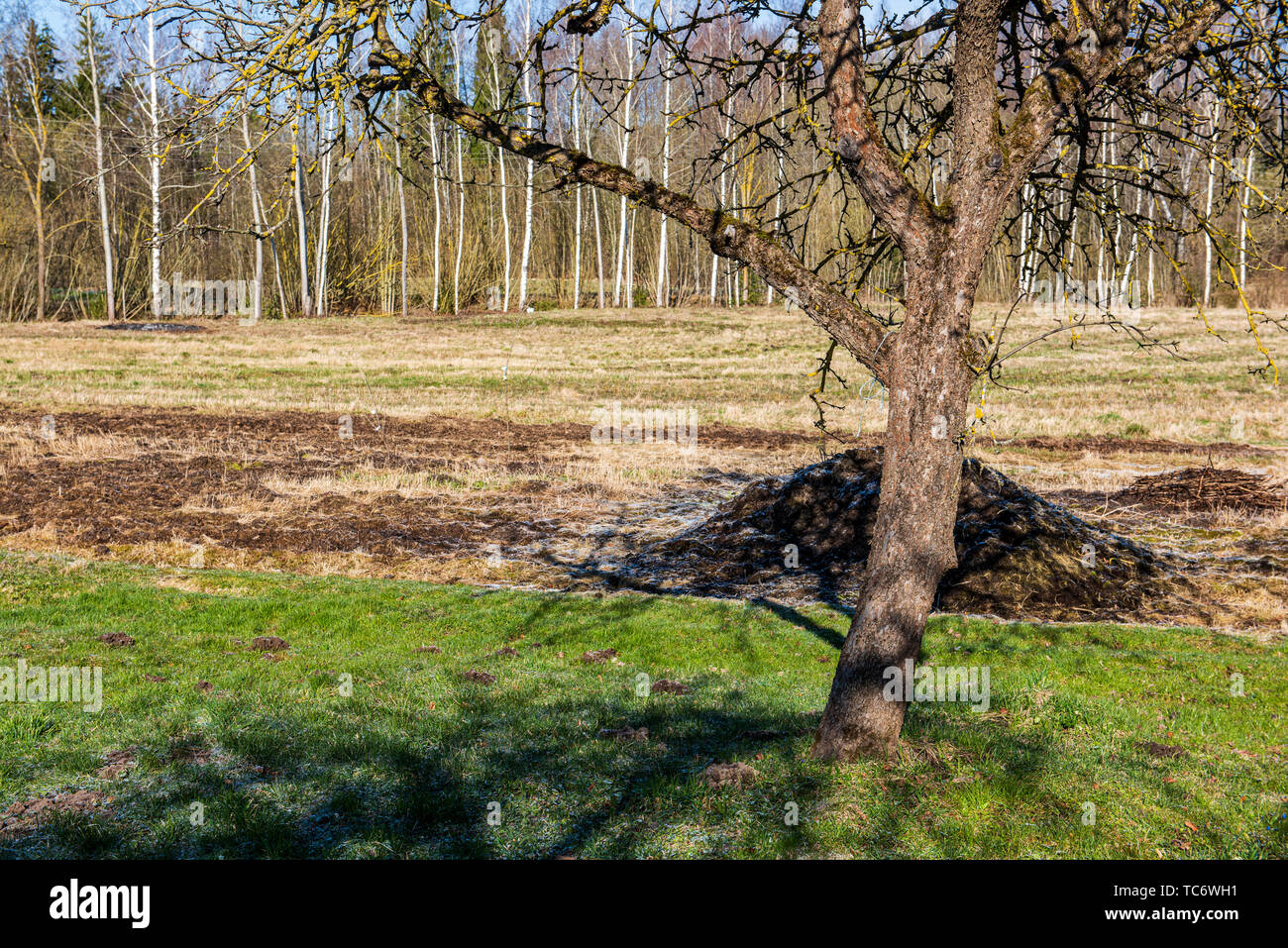 dry old tree trunk stomp in nature, forest scene with foliage and log ...