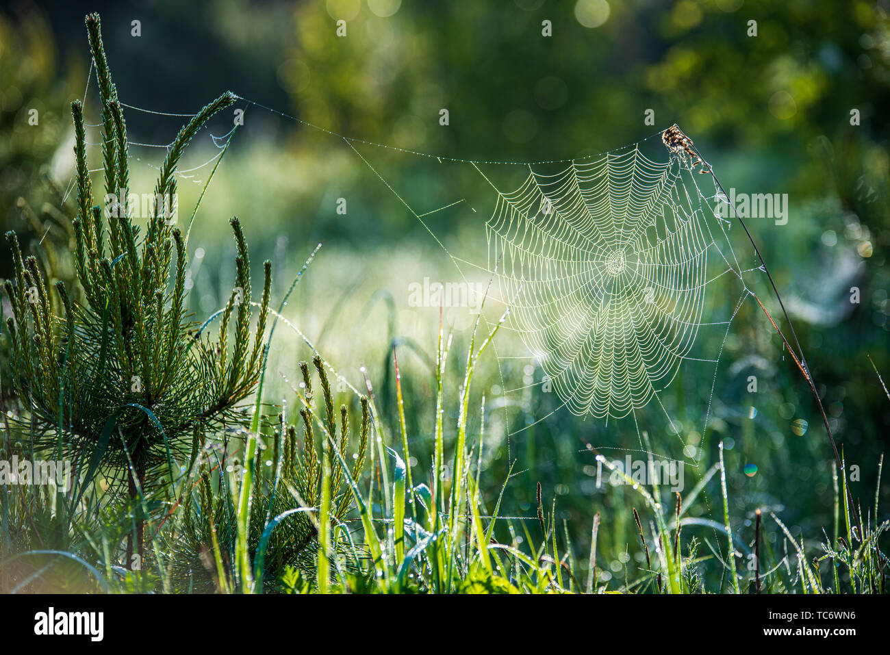 natural cobwebs spider web in morning light with dew drops and blur ...