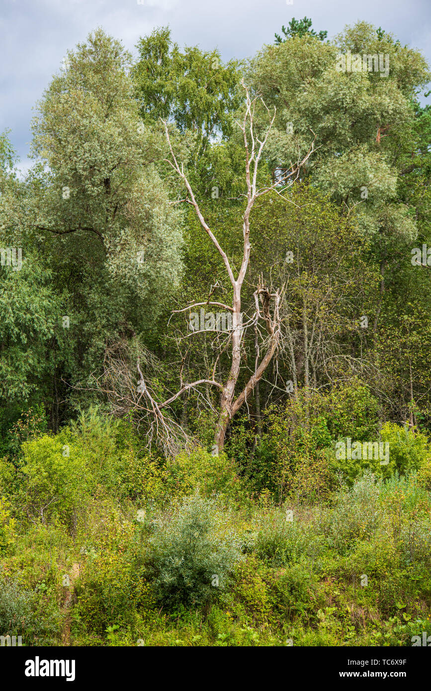 dry old tree trunk stomp in nature, forest scene with foliage and log ...