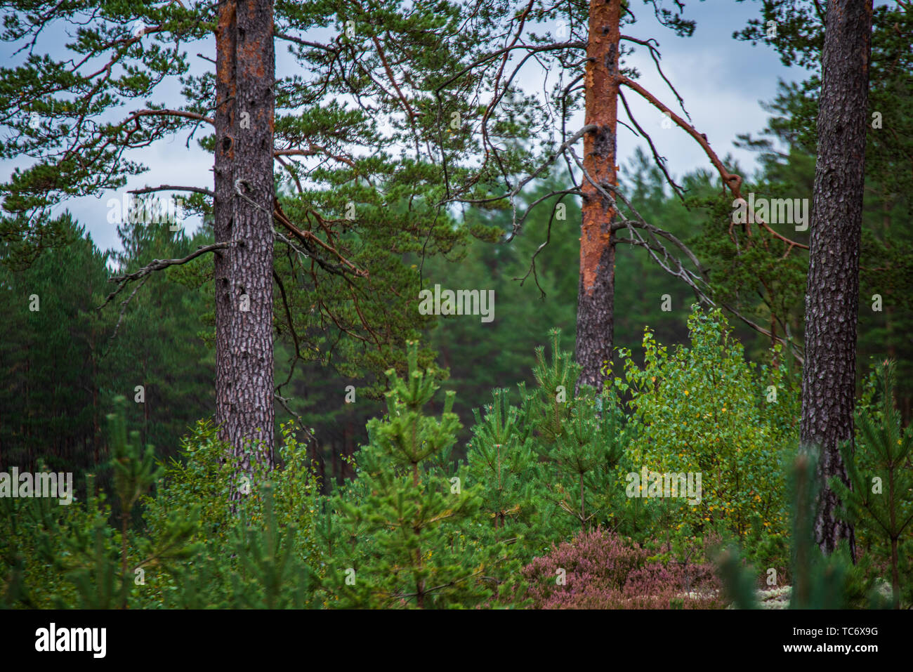 dry old tree trunk stomp in nature, forest scene with foliage and log ...