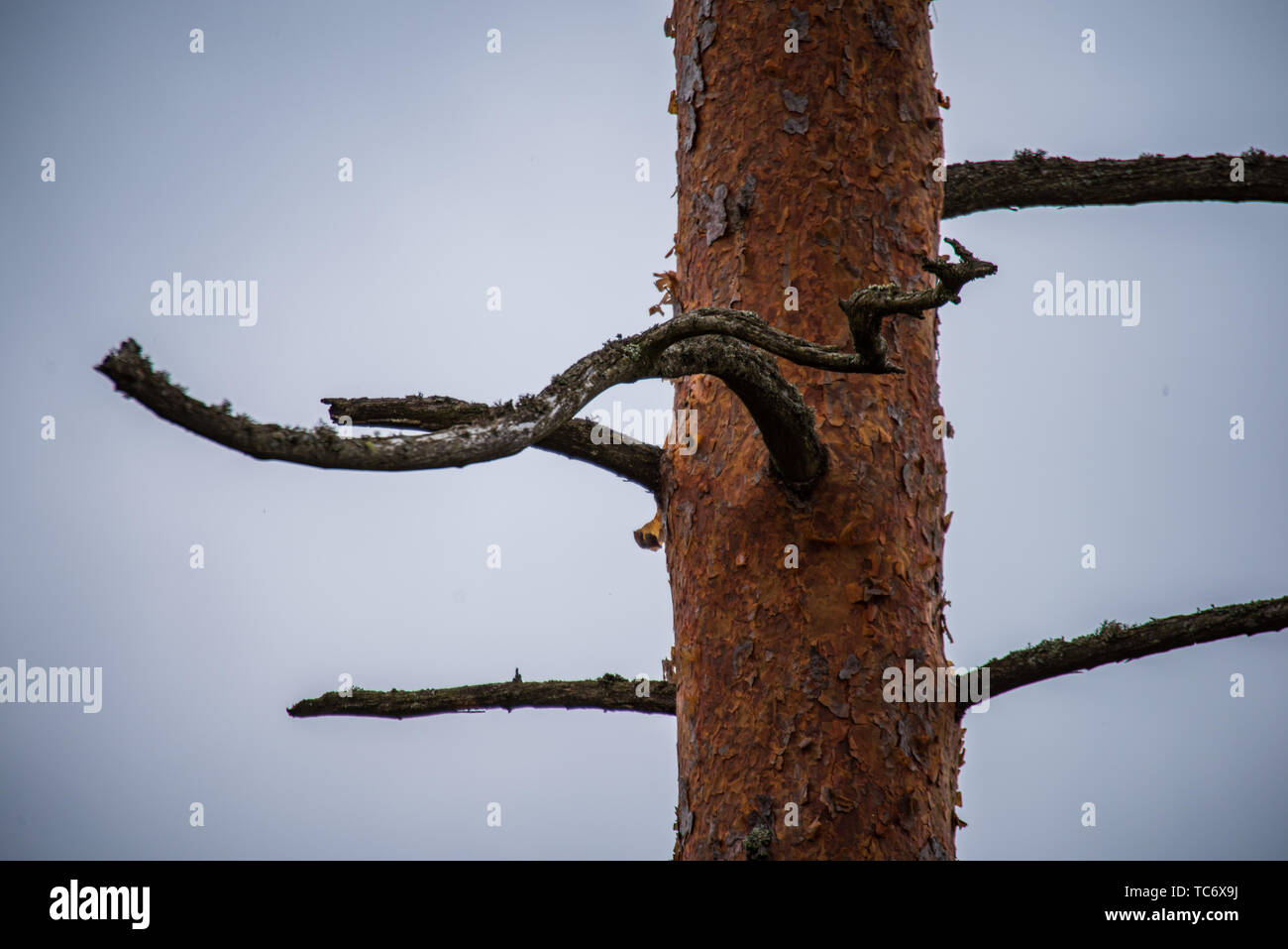 dry old tree trunk stomp in nature, forest scene with foliage and log ...