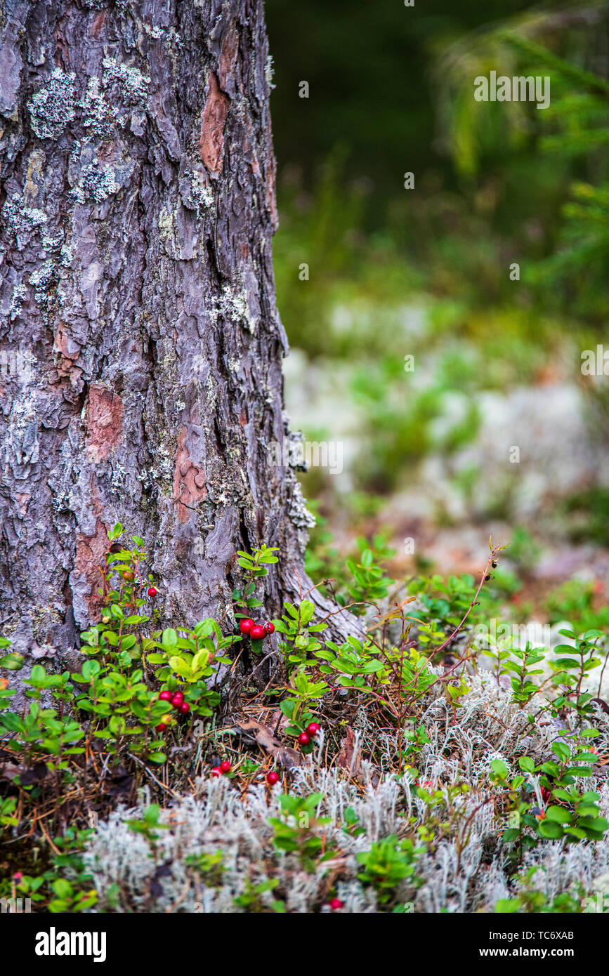 dry old tree trunk stomp in nature, forest scene with foliage and log ...