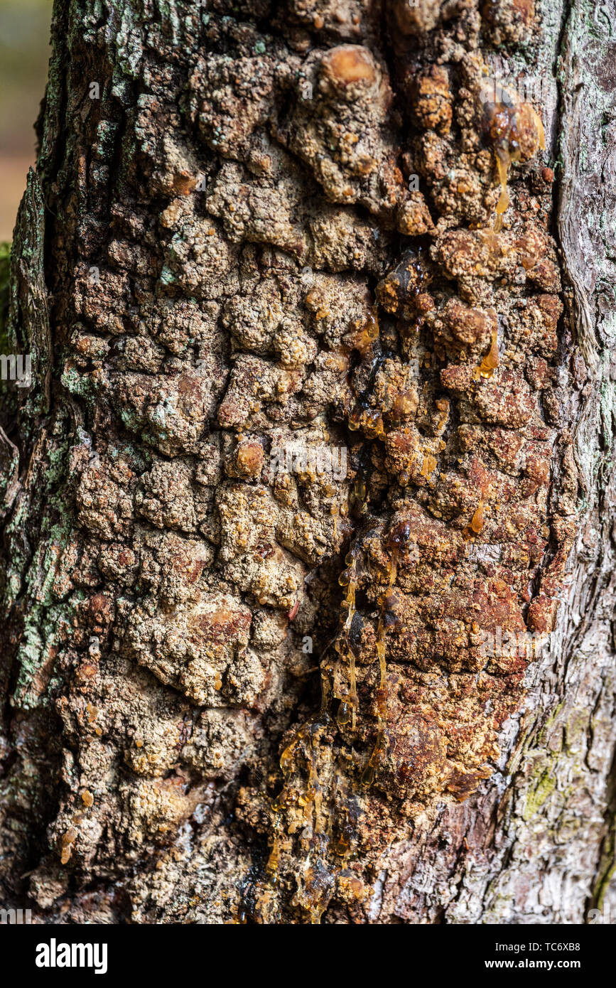 dry old tree trunk stomp in nature, forest scene with foliage and log ...