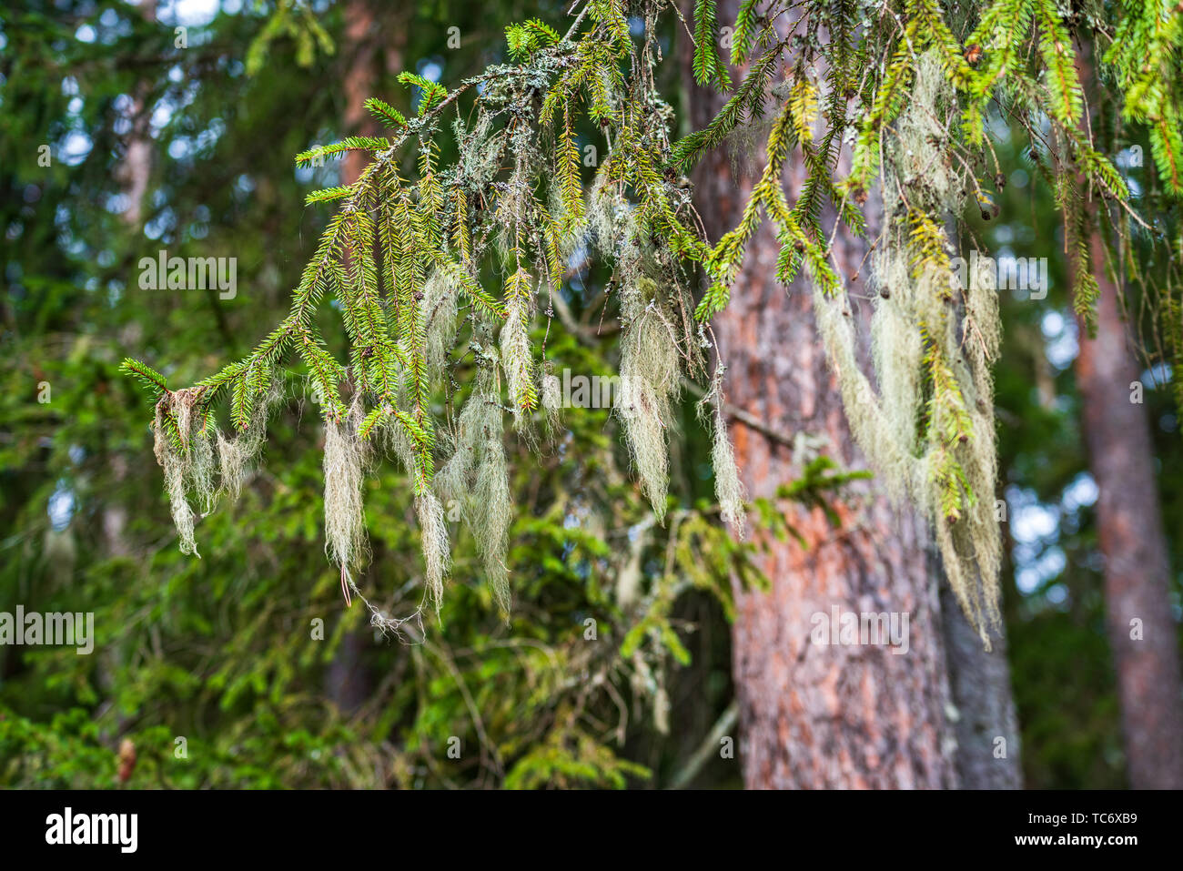 dry old tree trunk stomp in nature, forest scene with foliage and log ...