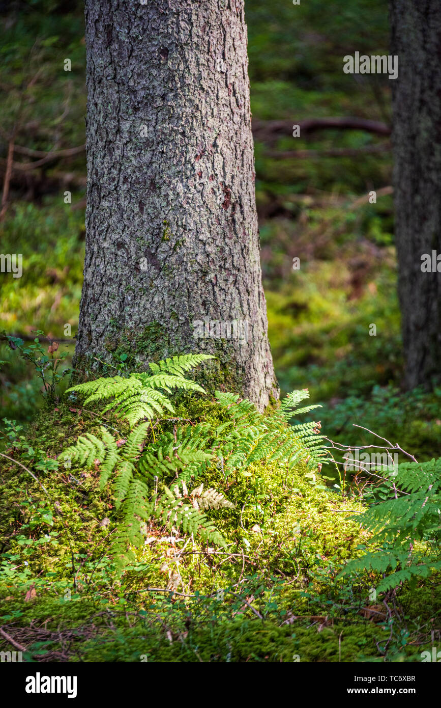 dry old tree trunk stomp in nature, forest scene with foliage and log ...
