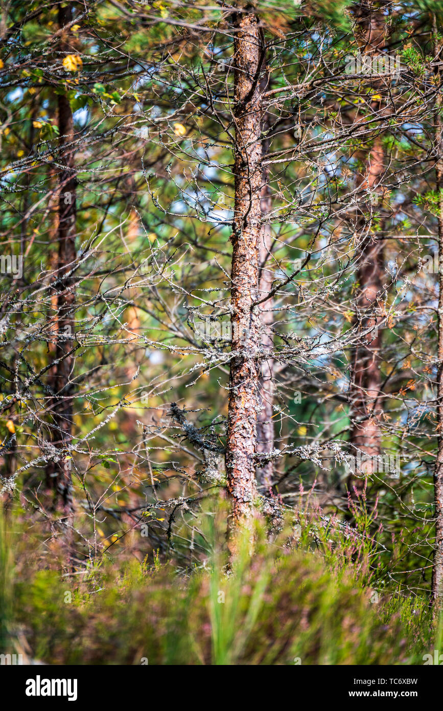 dry old tree trunk stomp in nature, forest scene with foliage and log ...