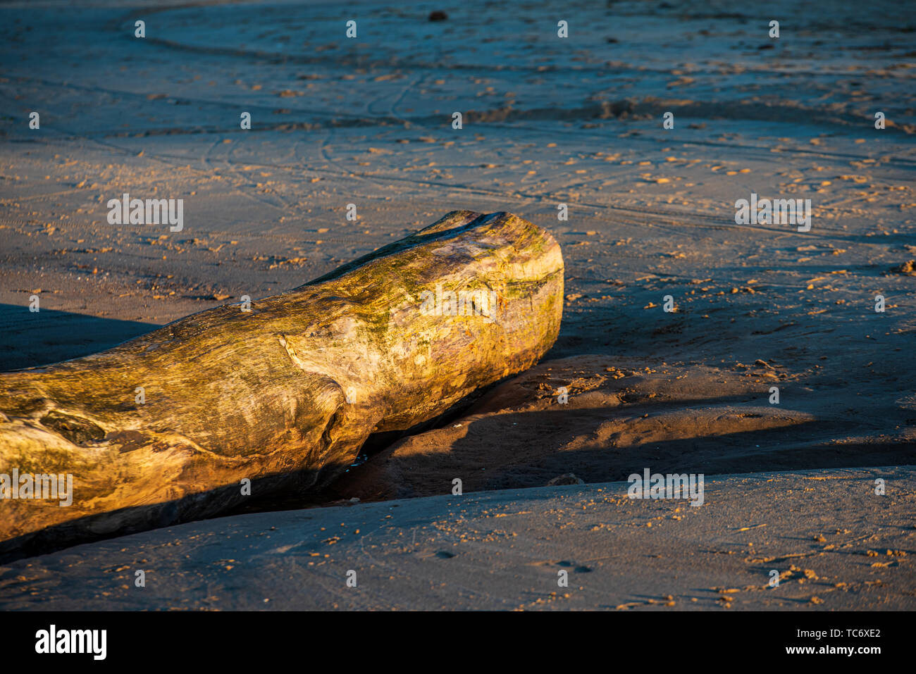 dry old tree trunk stomp in nature, forest scene with foliage and log ...