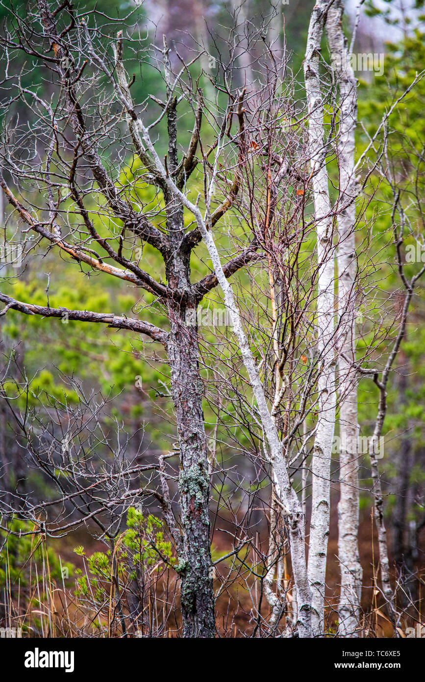 dry old tree trunk stomp in nature, forest scene with foliage and log ...
