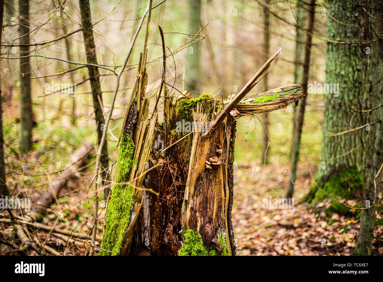 dry old tree trunk stomp in nature, forest scene with foliage and log ...