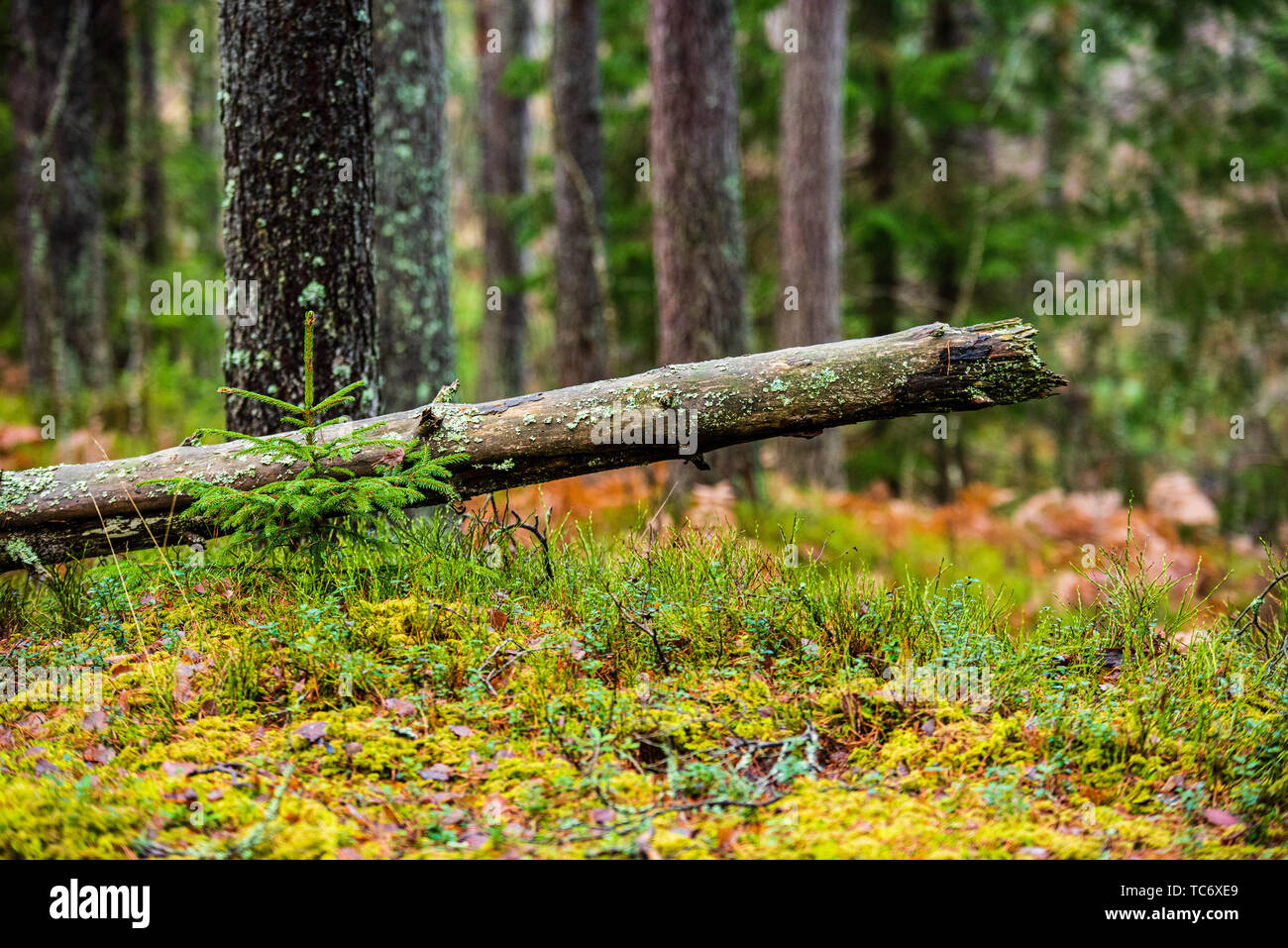 dry old tree trunk stomp in nature, forest scene with foliage and log ...
