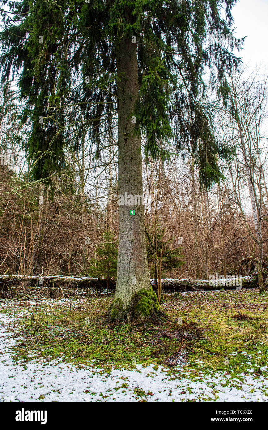 dry old tree trunk stomp in nature, forest scene with foliage and log ...