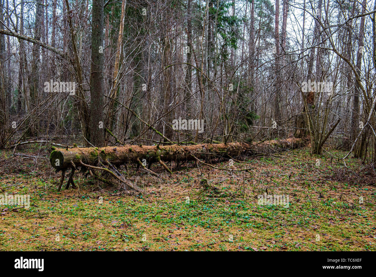 dry old tree trunk stomp in nature, forest scene with foliage and log ...