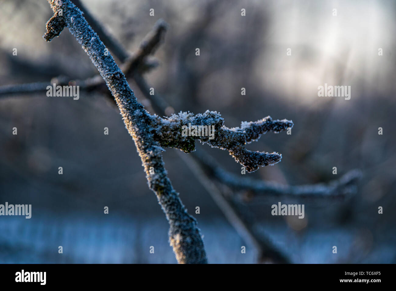 dry old tree trunk stomp in nature, forest scene with foliage and log ...