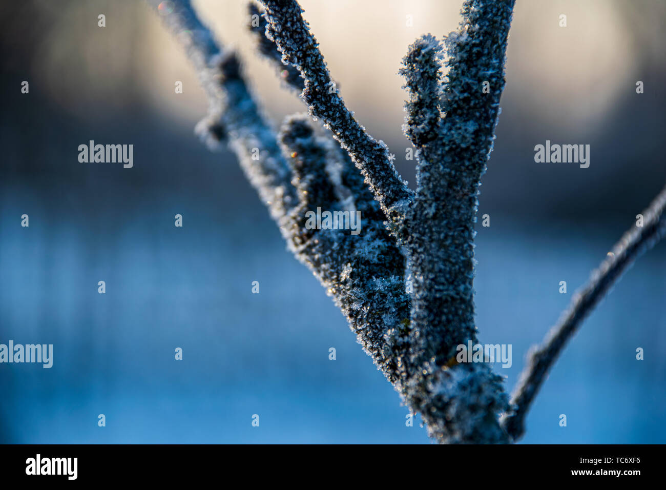 dry old tree trunk stomp in nature, forest scene with foliage and log ...