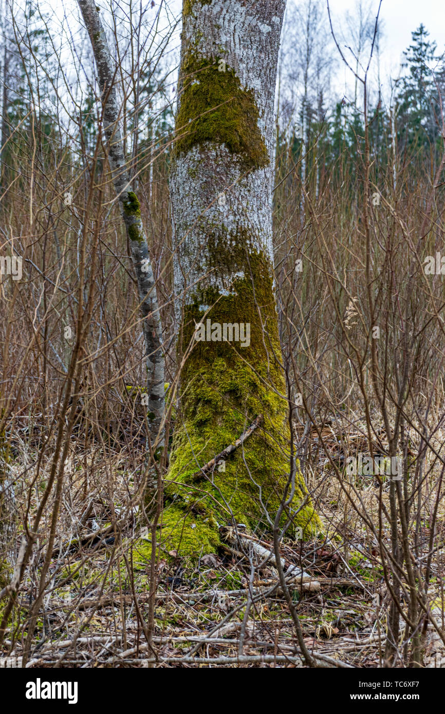 dry old tree trunk stomp in nature, forest scene with foliage and log ...