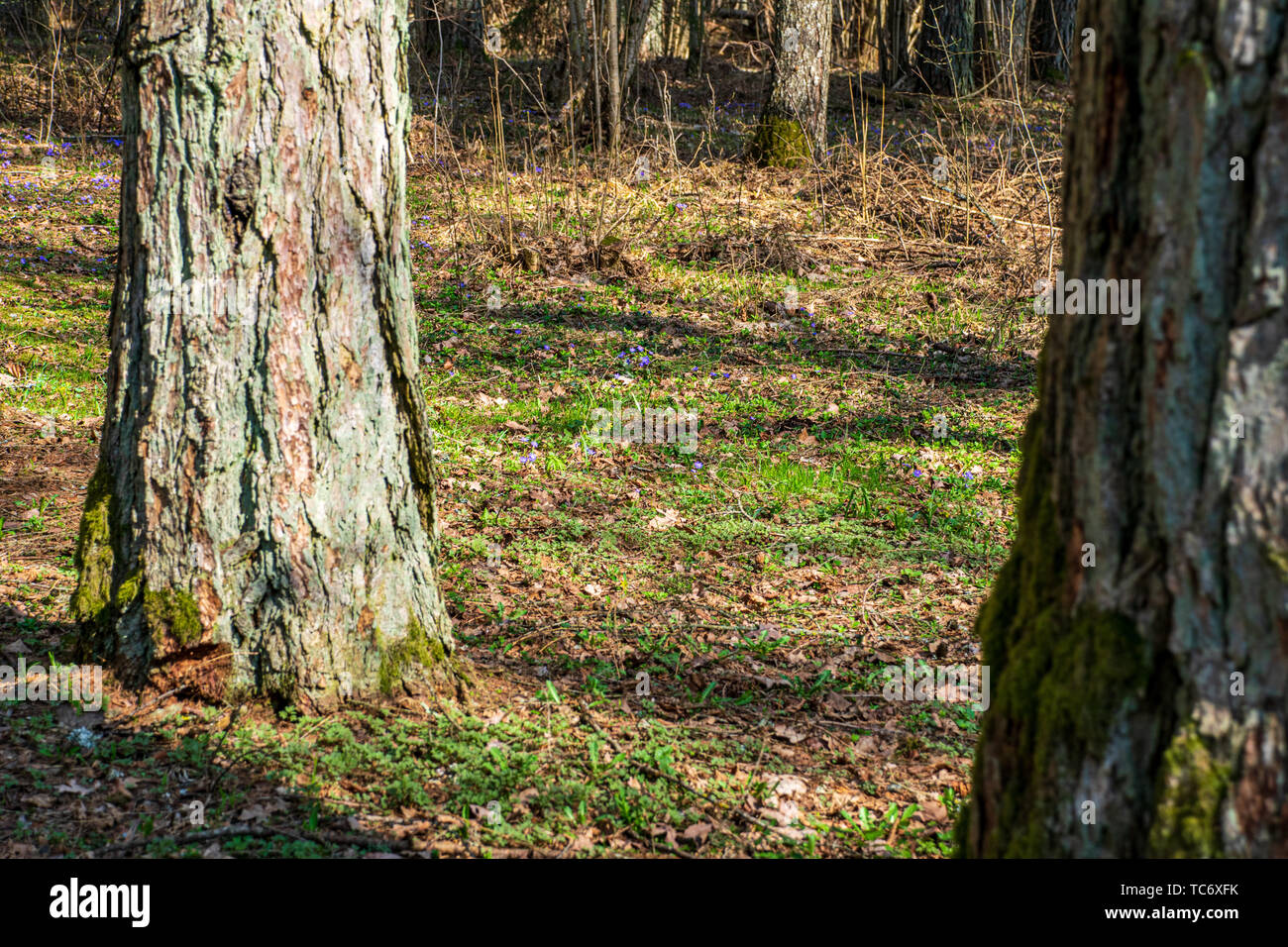 dry old tree trunk stomp in nature, forest scene with foliage and log ...