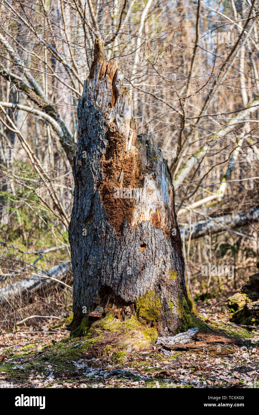 dry old tree trunk stomp in nature, forest scene with foliage and log ...