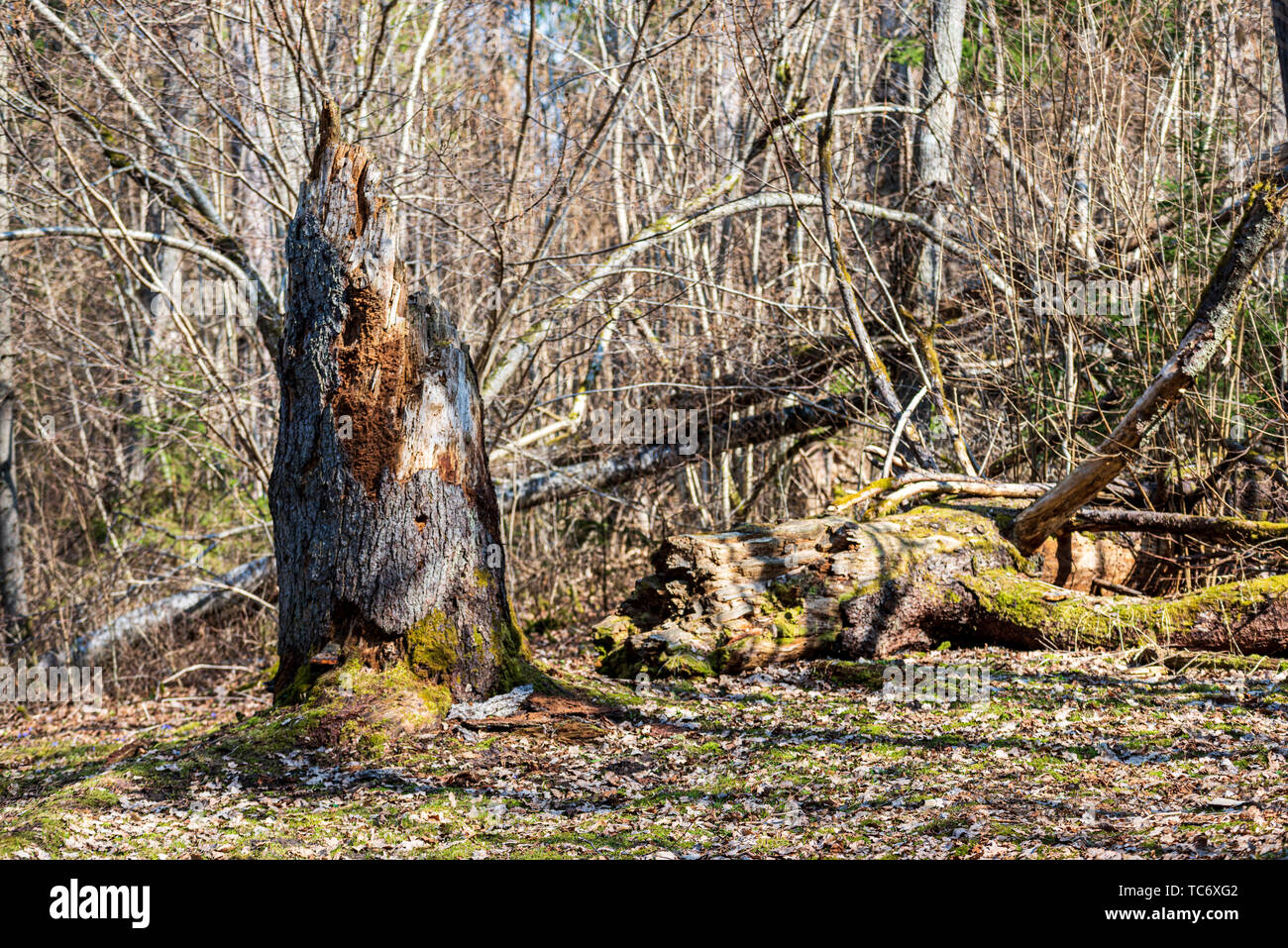 dry old tree trunk stomp in nature, forest scene with foliage and log ...