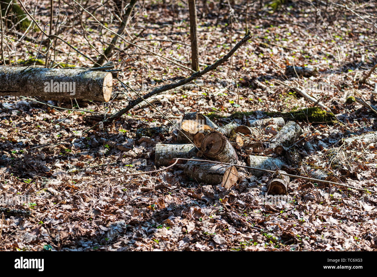 dry old tree trunk stomp in nature, forest scene with foliage and log ...
